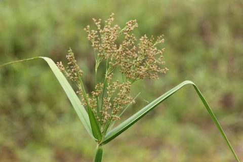 Zyperngras (Cyperus Alternifolius) pflegen: Das musst du beachten!