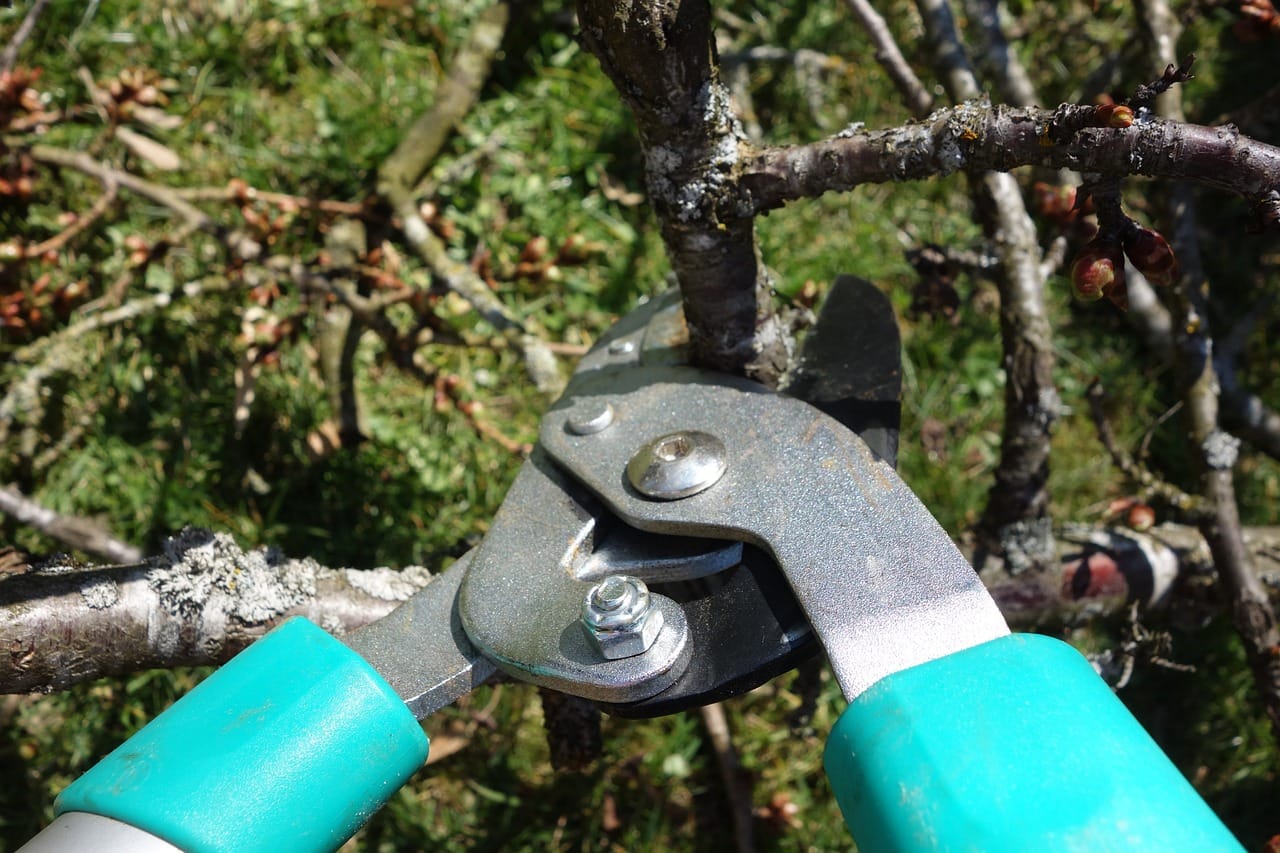 Wie du die perfekte Baumschere für deine Gartenarbeit findest